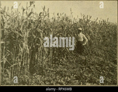 Milo is a grain sorghum plant grown in Queensland, Australia Sorghum is ...