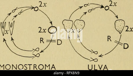ulothrix algae diagram