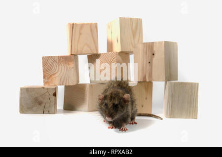 Rat and wooden cubes on a white background Stock Photo - Alamy