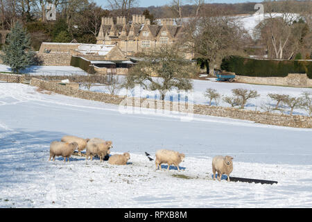 Cotswold Lion Sheep, Cotswolds, Gloucestershire, England, UK Stock ...