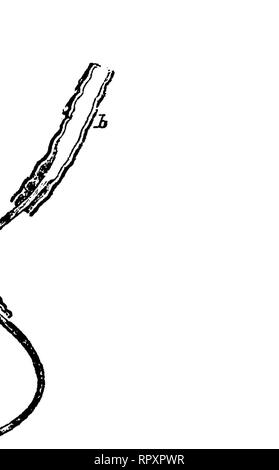 The anatomy of the frog (Page 314, Fig. 205 Stock Photo - Alamy