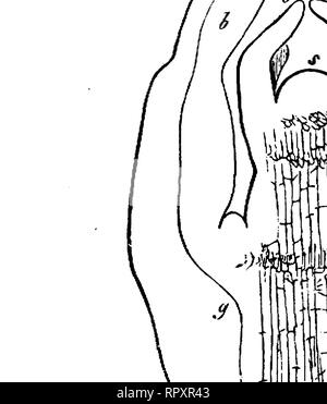 . Text-fig. 7. Part of the lateral line (near the origin of the adipose ...