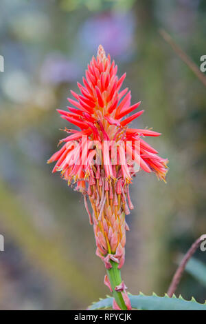 Single Aloe Vera flower pod close up Stock Photo - Alamy