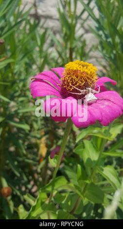 Free hug from a spider to a flower Stock Photo - Alamy