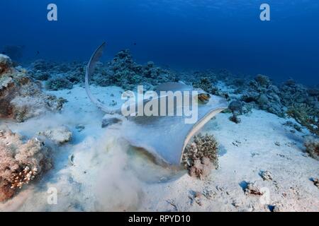 Cowtail Stingray (Pastinachus sephen Stock Photo - Alamy