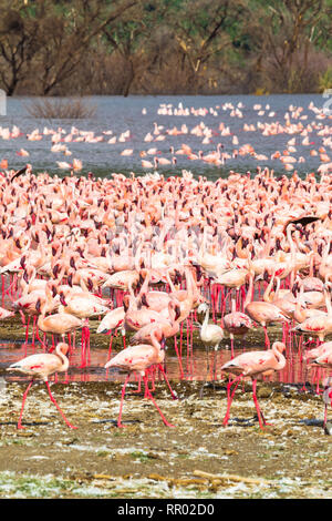 A crowd of pink flamingos on the shore close up Stock Photo - Alamy
