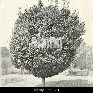 Elm tree, Ulmus campestris, in winter Stock Photo - Alamy