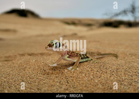 Namib sand gecko / web-footed gecko (Pachydactylus rangei) held in ...