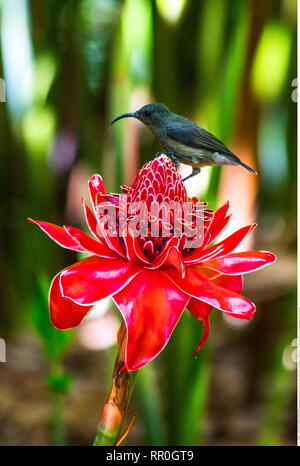 Seychelles sunbird, Seychelles, (Cinnyris dussumieri Stock Photo - Alamy