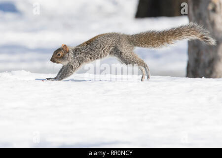 Eastern gray squirrel running in big snow Stock Photo - Alamy