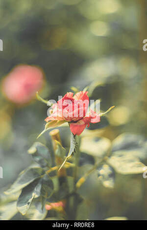 The sad vintage rose that is heartbroken Stock Photo - Alamy