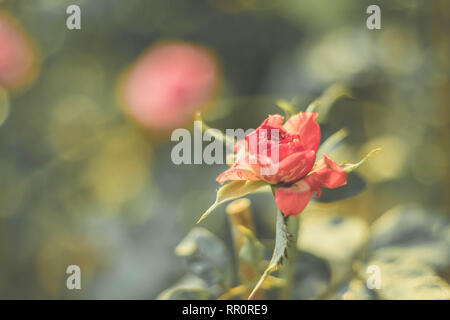 The sad vintage rose that is heartbroken Stock Photo - Alamy