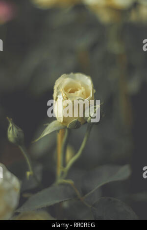 The sad vintage rose that is heartbroken Stock Photo - Alamy