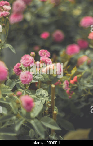 The sad vintage rose that is heartbroken Stock Photo - Alamy