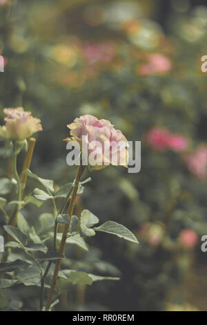 The sad vintage rose that is heartbroken Stock Photo - Alamy