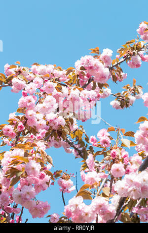 Red plum blossoms bloom in Nantong City, east China's Jiangsu Province ...