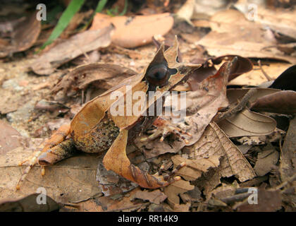 Long-nosed horned frog / Malayan horned frog / Malayan leaf frog ...