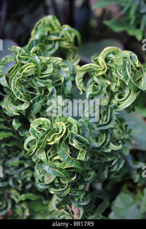 Stunning, flawless croton codiaeum, variegated croton, curly boy plant ...