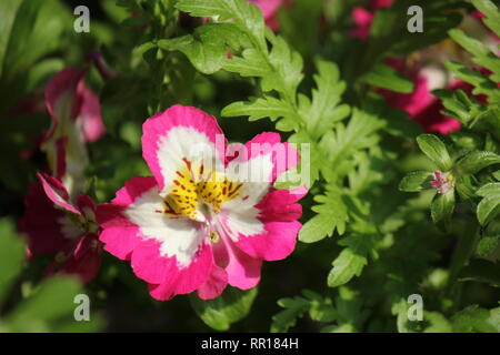 Beautiful and radiant Poor Man's Orchid, Schizanthus x wisetonensis ...