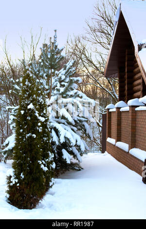 Spruce tree behind fence. Wood through lattice. Blue spruce on private ...