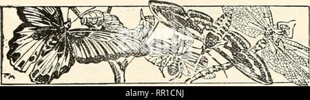 Sugar cane pest, insect as known as: " Bicudo da Cana-de-Açúcar ...