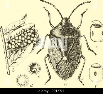A stink bug from the Hemiptera order is photographed from a dorsal view ...