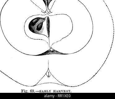 The first juicy small green apples with red, yellow, dark spots float ...
