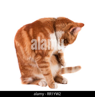 Cute rufous kitten, isolated on white background Stock Photo - Alamy