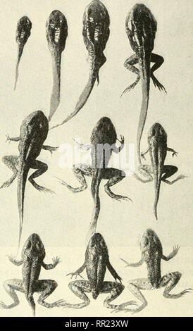 . Adventures with animals and plants. Biology. Frog Fig. 370 (above ...