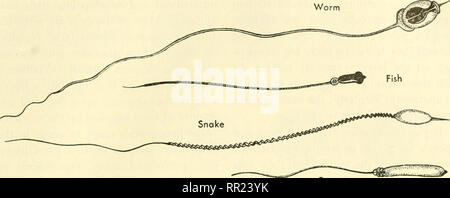 . Adventures with animals and plants. Biology. Frog Fig. 370 (above ...