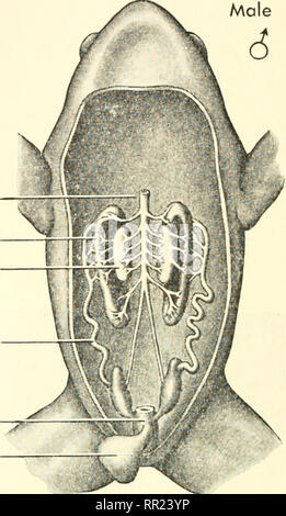 . Adventures with animals and plants. Biology. Frog Fig. 370 (above ...