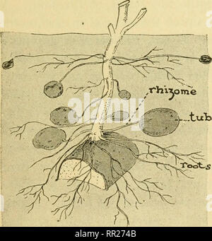 Rhizome Diagram