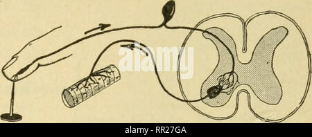 . Advanced biology. Biology; Physiology; Reproduction. MUSCLE TISSUE 85 ...