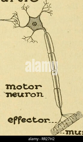 Types of neuron Stock Photo - Alamy