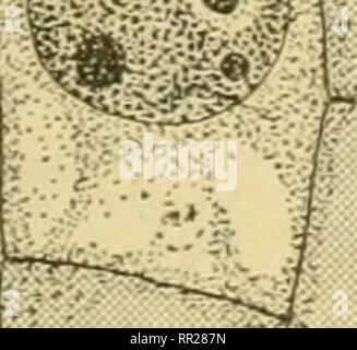 Telophase Microscope Cellular Reproduction Ppt Download