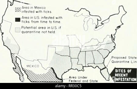 Cattle tick inspection Stock Photo - Alamy