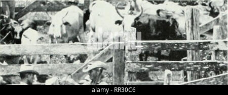 Cattle tick inspection Stock Photo - Alamy