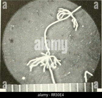 . The actinomycetes. Actinomycetales. THE ACTINOMYCETES, Vol. I. Figure ...