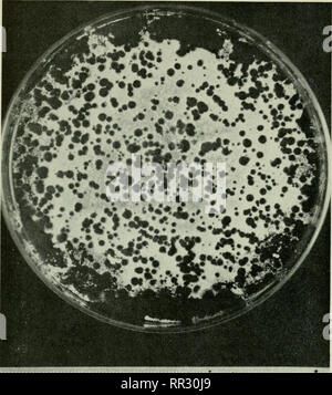 . The actinomycetes. Actinomycetales. THE ACTINOMYCETES, Vol. I. Figure ...