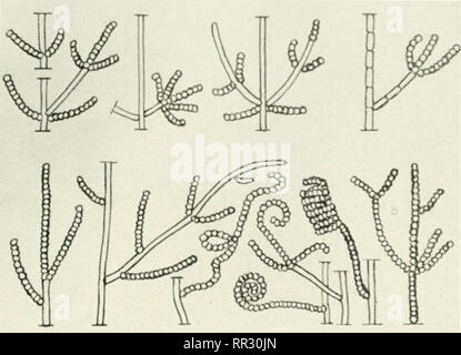 . The actinomycetes. Actinomycetales. GROUPS AND SPECIES OF GENUS ...