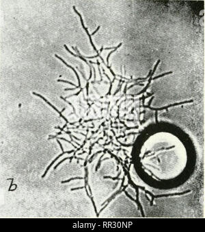 . The actinomycetes. Actinomycetales. THE ACTINOMYCETES, Vol. I. Figure ...