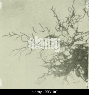 . The actinomycetes. Actinomycetales. THE ACTINOMYCETES, Vol. I. Figure ...