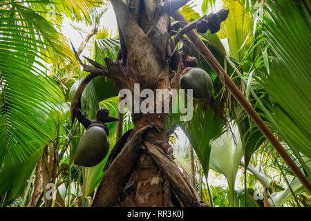 coco de mer Lodoicea maldivica showing largest seeds and fruit in the ...