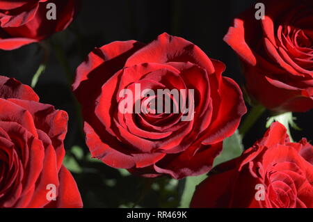 An image of red roses in sunlight Stock Photo - Alamy