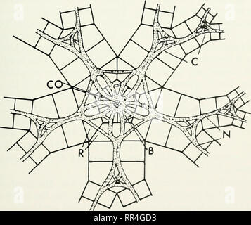 . The aboral nervous system of Marsupiocrinus Morris. Crinoidea, Fossil ...