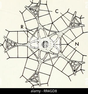 . The aboral nervous system of Marsupiocrinus Morris. Crinoidea, Fossil ...