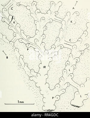 . The aboral nervous system of Marsupiocrinus Morris. Crinoidea, Fossil ...