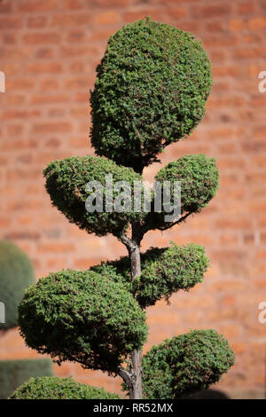 Topiary garden with trimmed shrubs in the shape of a labyrinth Stock ...