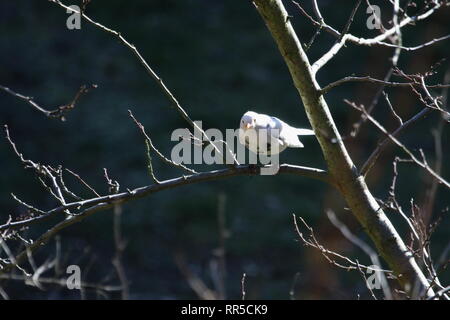 Berlin: Rare white blackbird sighted in a garden in Berlin-Steglitz. It ...