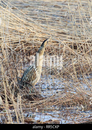 Great Bittern Eurasian Bittern Stock Photo - Alamy